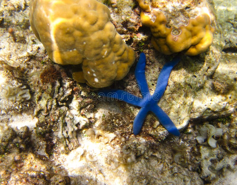 Blue starfish stock image. Image of animal, marine, ocean - 25426073