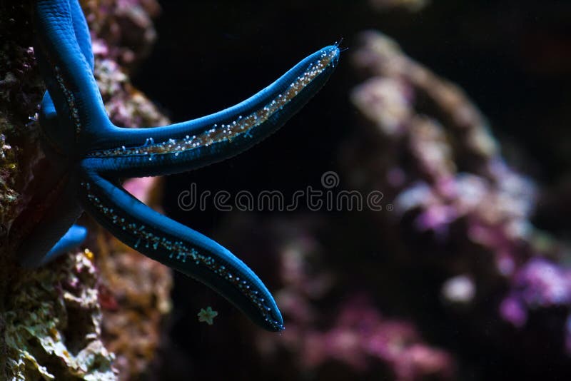 Blue starfish. stock image. Image of blue, fish, finger - 7772757