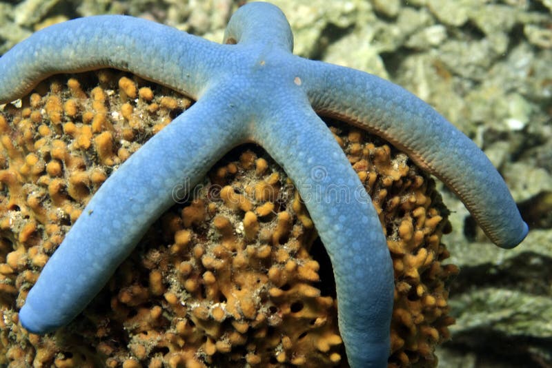 Blue starfish stock image. Image of pacific, colorful - 8005609