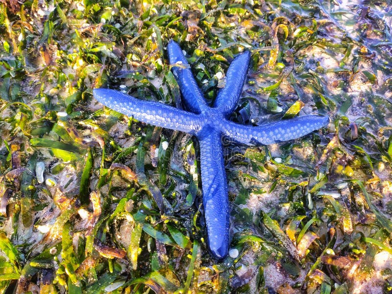Blue Starfish with a Background of Seaweed Where the Sea is Receding ...