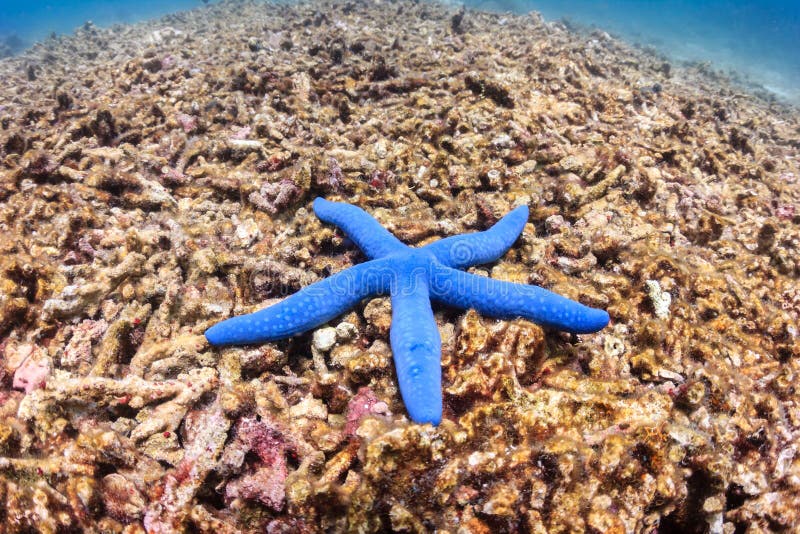 Blue Starfish on a Badly Damaged Coral Reef Stock Photo - Image of ...