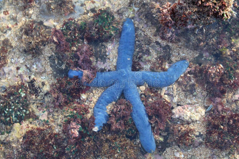 Blue starfish. stock photo. Image of marine, scuba, shape - 135869038