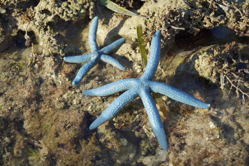 Blue starfish stock photo. Image of starfish, seafood - 335045928