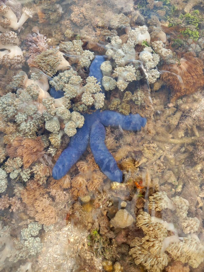 Blue Starfish with Coral in Shallow Water Stock Image - Image of water ...