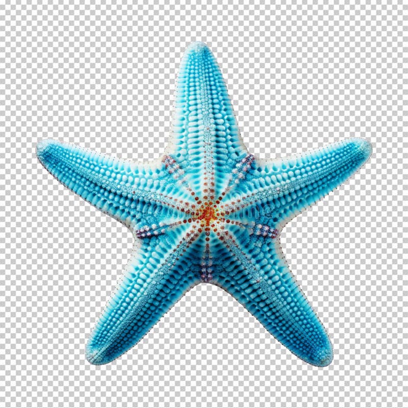 Starfish Transparent Background