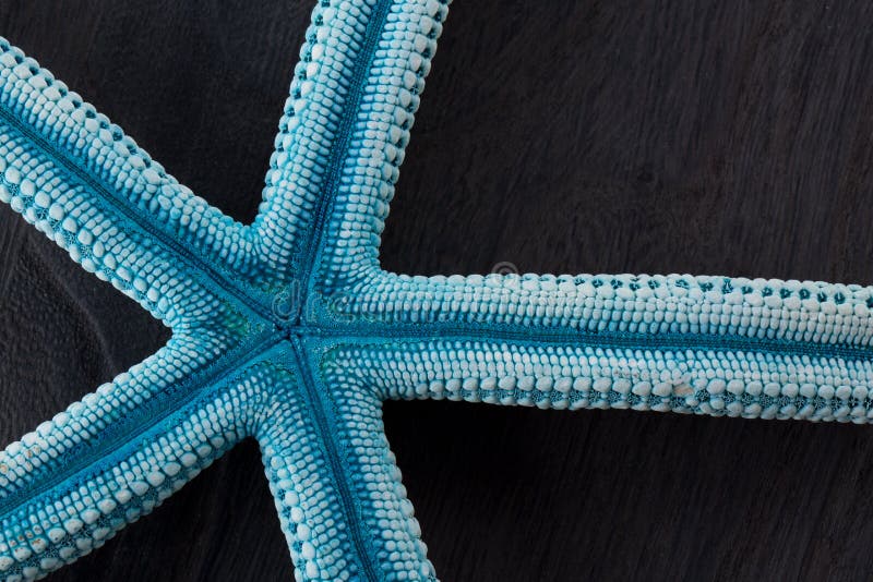 Blue starfish stock photo. Image of design, rural, marine - 59135060