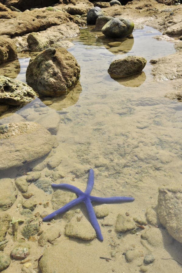 Blue starfish in the sea stock image. Image of arrange - 19349041