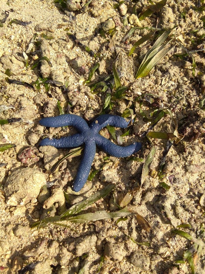 Blue starfish stock image. Image of starfish, water - 132593347