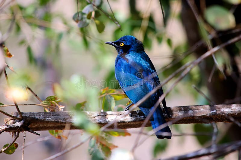 Blue starling bird stock image. Image of starling, flap - 29125513