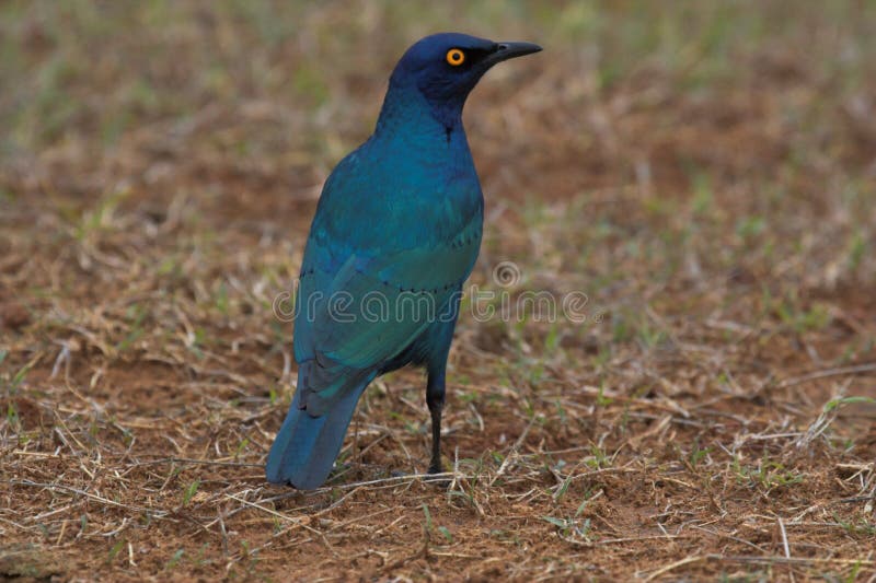Blue starling bird stock image. Image of starling, flap - 29125513