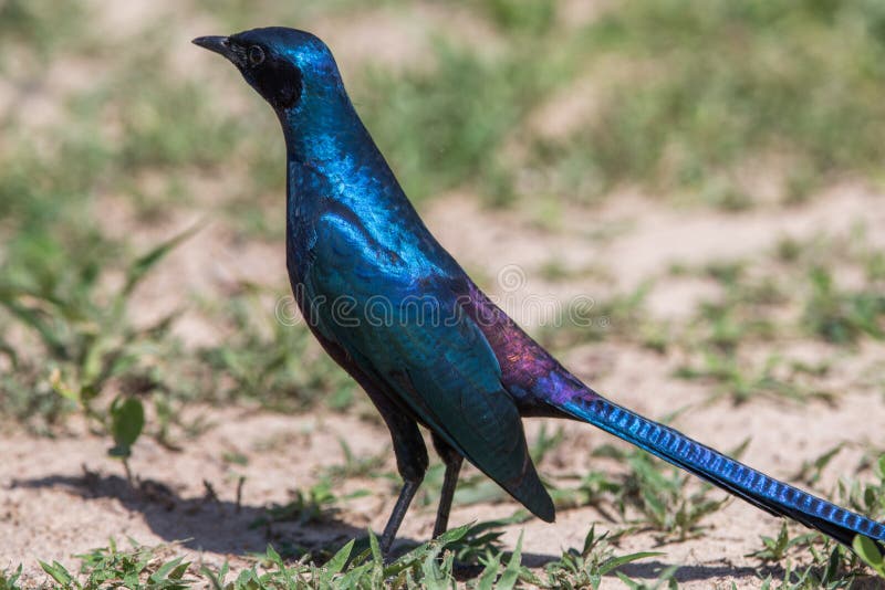 Blue starling bird stock photo. Image of kenya, savanna - 29125524