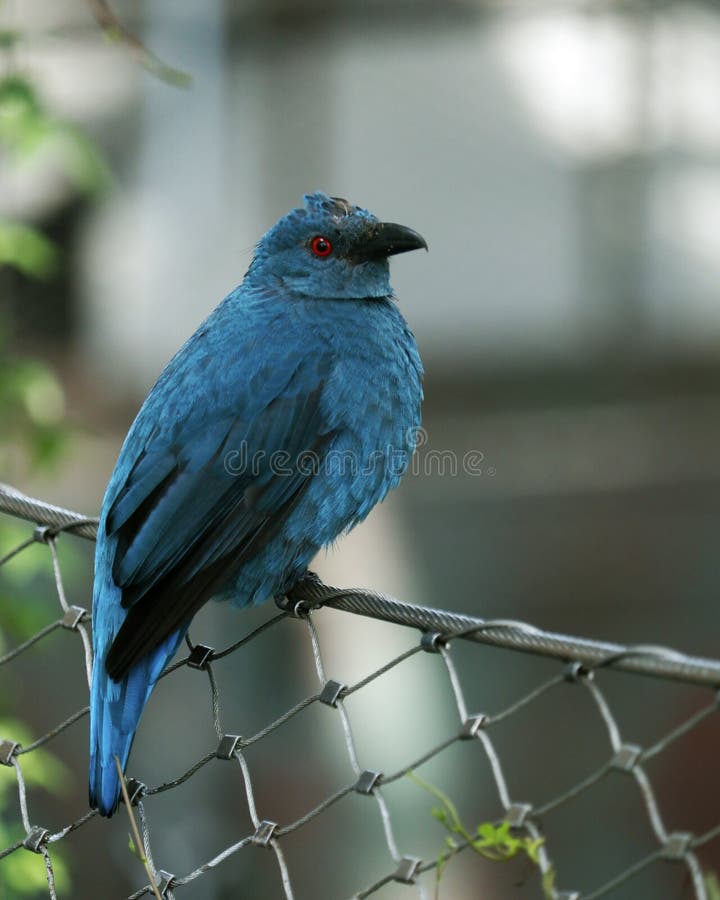Blue Starling Bird with Red Eyes Close Up in a Zoo Stock Photo - Image ...