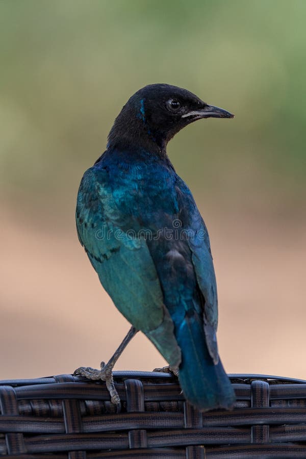 Blue starling bird stock image. Image of starling, flap - 29125513