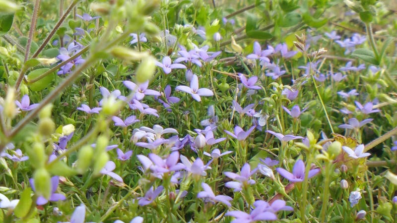 Blue Start Creeper Flowers stock photo. Image of start - 139118560