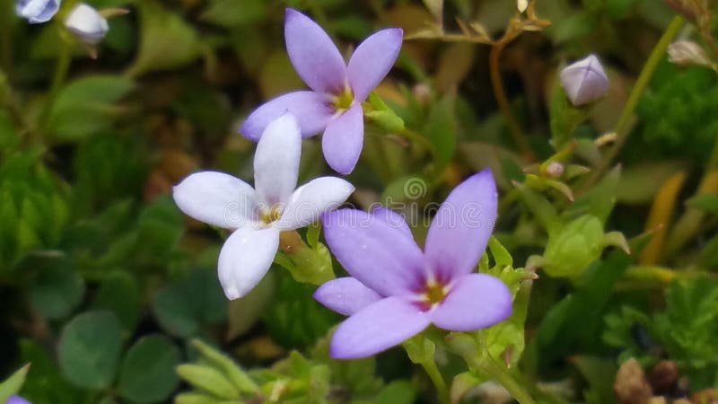 Blue Start Creeper Flowers Contrasts Shadow Light Stock Photo - Image ...