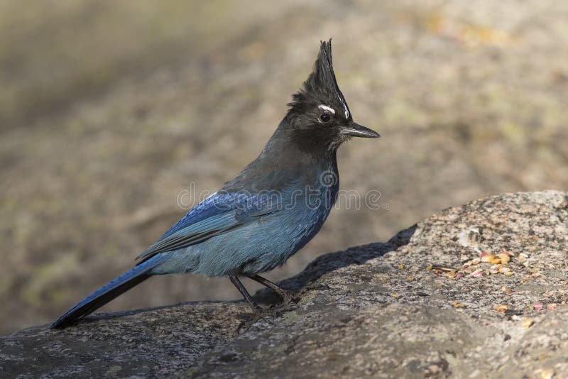 Blue stellar jay on rock stock photo. Image of office - 36703168