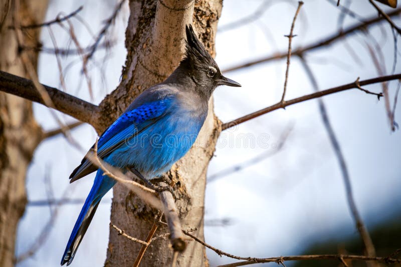 Blue Steller`s Jay in a Tree Stock Image - Image of close, wings: 109038519