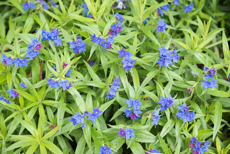 Blue Stoneseed Ground Cover, Lithodora Diffusa Stock Photo - Image of ...