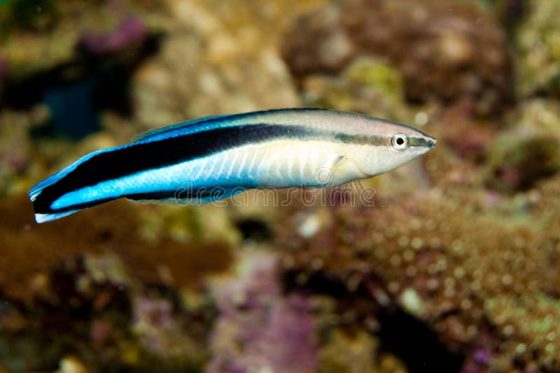 Blue Streak Cleaner Wrasse stock image. Image of blue - 12743211