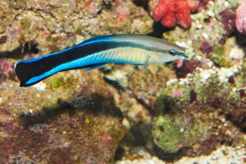 Blue Streak Cleaner Wrasse in Aquarium Stock Image - Image of ...