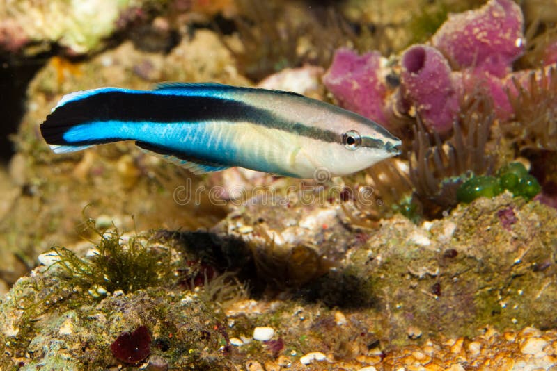 Blue Streak Cleaner Wrasse stock photo. Image of saltwater - 12830492
