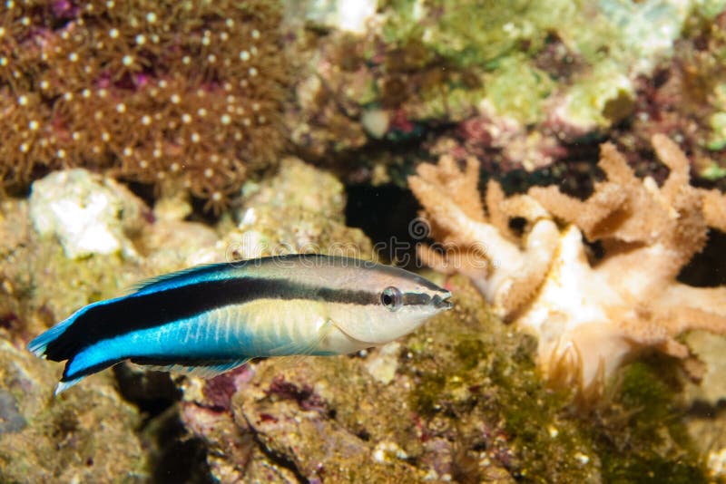 Blue Streak Cleaner Wrasse Fish Stock Image - Image of wrasse, blue ...