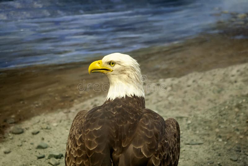 American Bald Eagle on a a River Bank Stock Image - Image of white ...