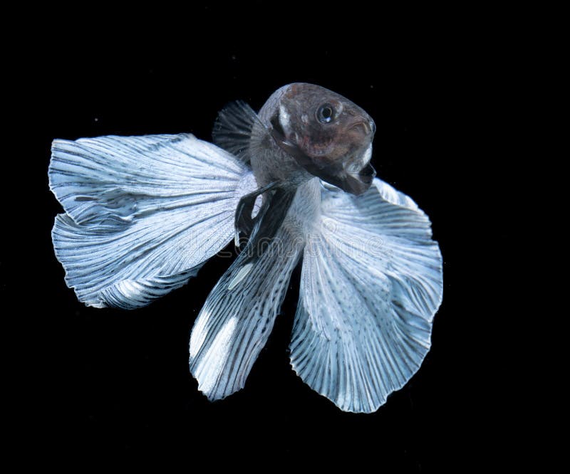 Blue Strip White Betta Fish Stock Photo - Image of animal, purple ...