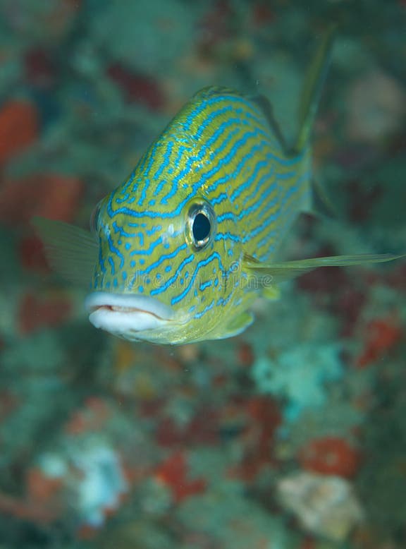 Blue Stripe Grunt stock image. Image of swim, tropical - 23529113