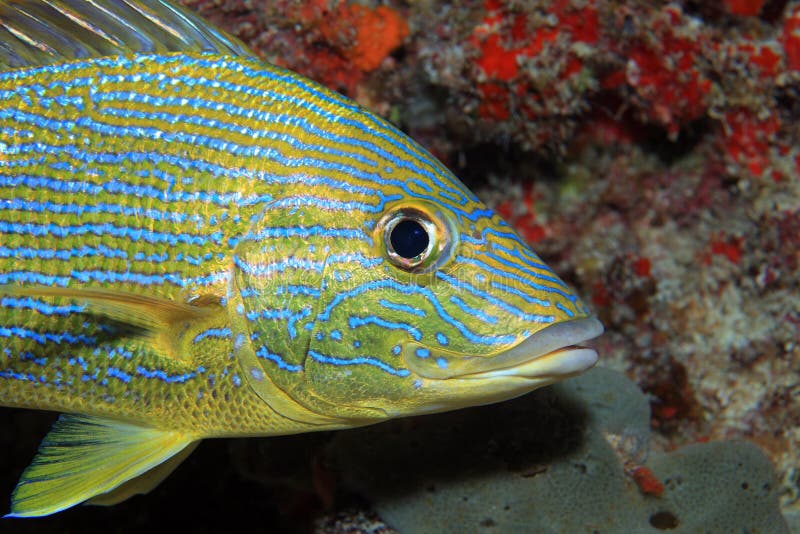 Blue stripe grunt stock photo. Image of pattern, bluestriped - 42196784