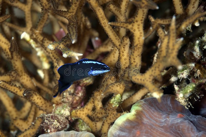 Blue-striped dottyback stock photo. Image of marine, dottyback - 11028742