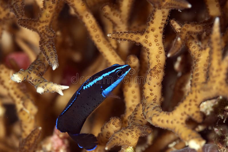 Blue-striped dottyback stock image. Image of blue, deep - 11028761