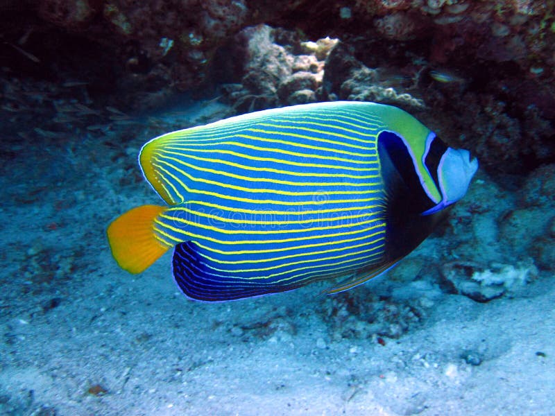 Blue striped fish stock image. Image of animal, striped - 20115379