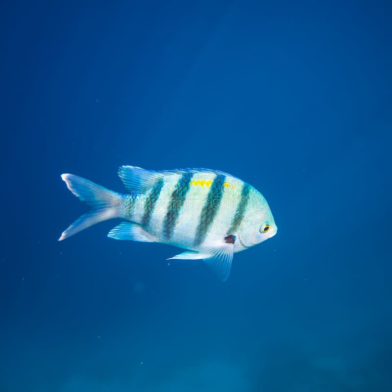 Blue striped fish stock image. Image of animal, striped - 20115379