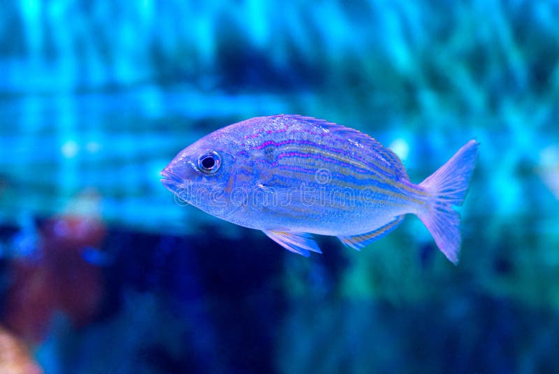Blue Striped Grunt stock image. Image of colorful, tropical - 153323735