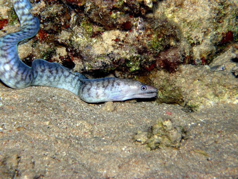 Blue Striped Moray Eel Red Sea Stock Image - Image of dive, reef: 17614057