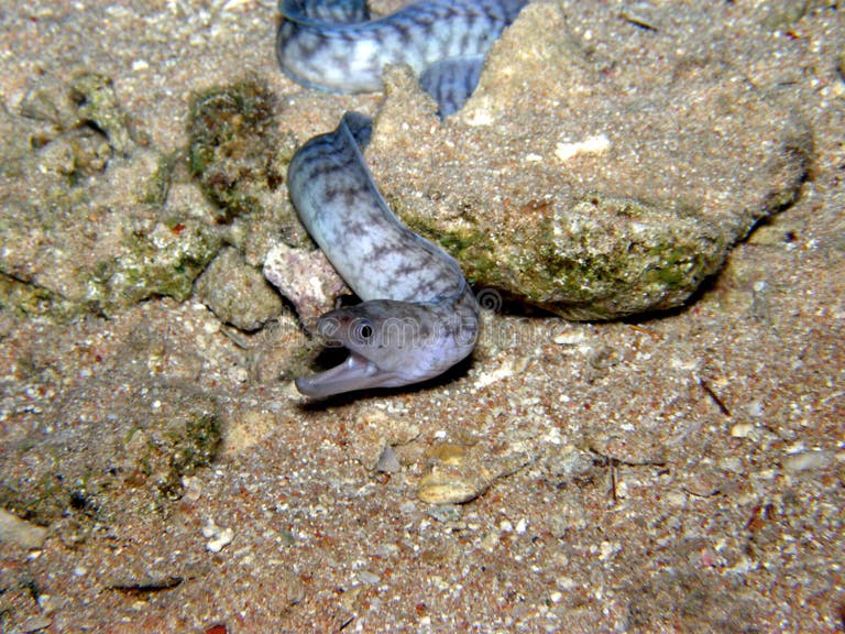 Blue Striped Moray Eel Red Sea Stock Photo - Image of holiday, travel ...