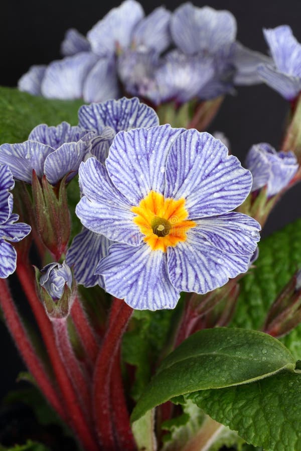 Blue striped primrose stock photo. Image of pollen, leaf - 51929566