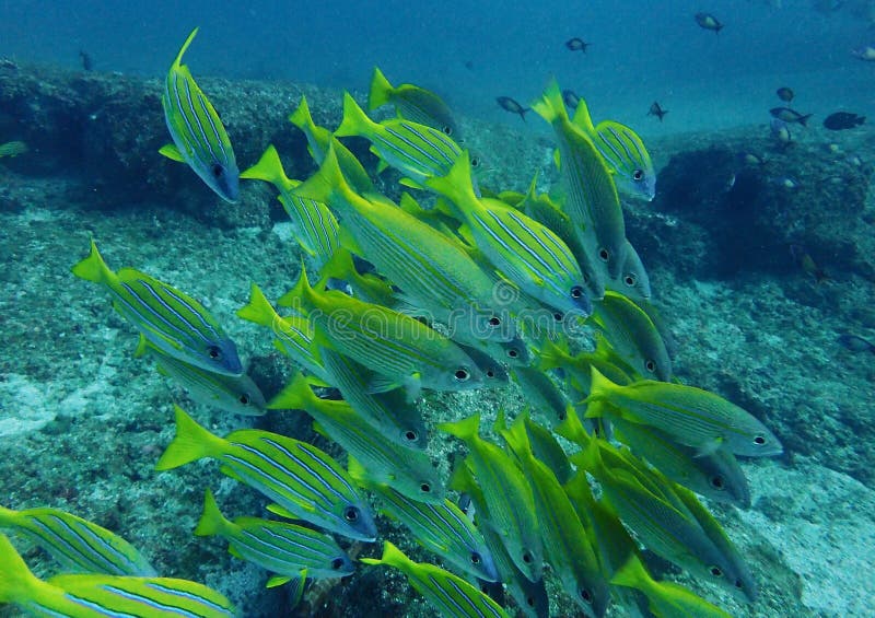 Blue striped snapper stock image. Image of aquatic, tropical - 210145349