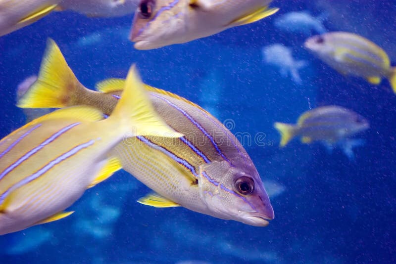 Blue Striped Yellow Fish stock image. Image of striped - 3669845