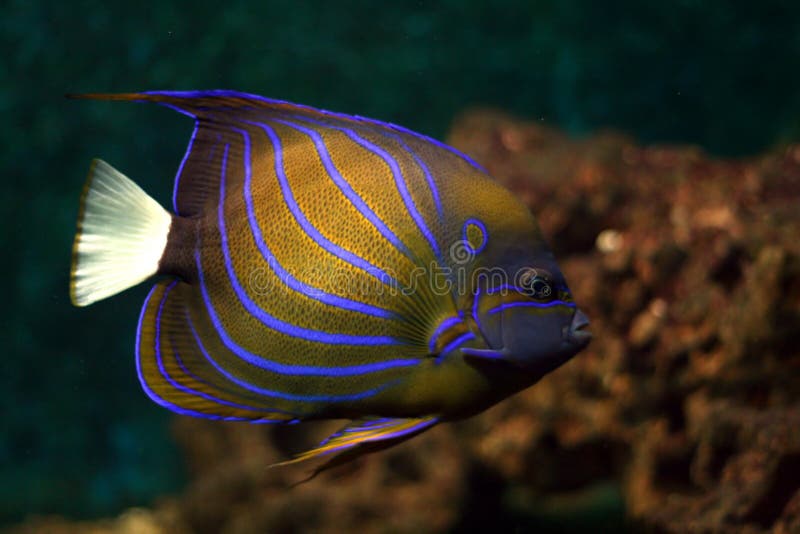 Blue stripes tropical fish stock image. Image of tank - 2285045