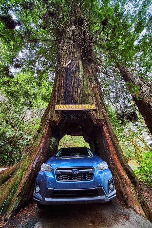 Blue Subaru Crosstrek Parked Inside Redwood Tree in Forest Editorial ...