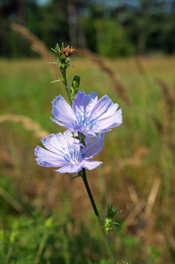 Blue succory flowers stock image. Image of wild, succory - 152214233