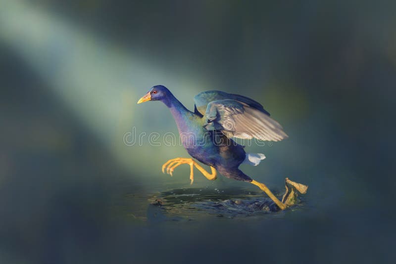 Blue Sultanka Bird Running in the Water Stock Image - Image of blue ...