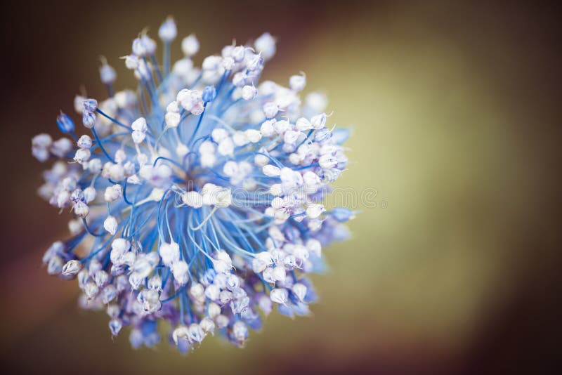 Blue sunset flower stock image. Image of flora, herbs - 42161337