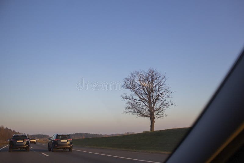 Blue Sunset with a Tree on a Road in the Evening Stock Image - Image of ...