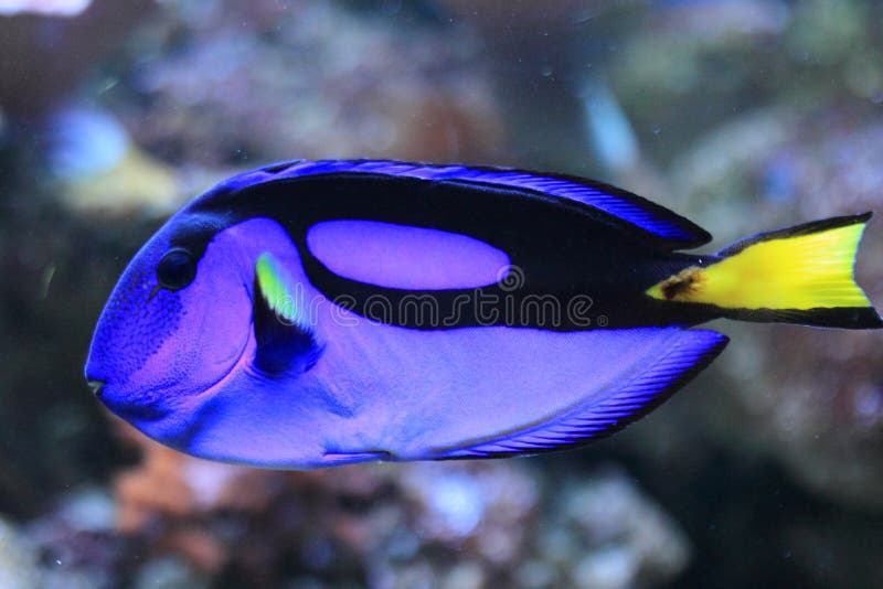 Blue surgeonfish stock photo. Image of animal, pacific - 28049664