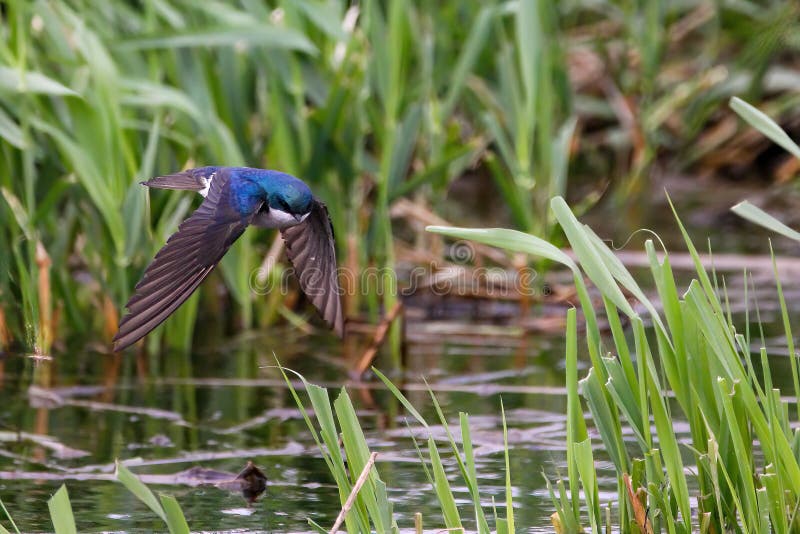 Blue Swallow Bird Flying Over a Lake Stock Image - Image of bill ...