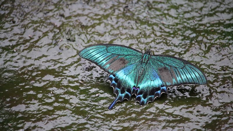 Blue Swallowtail Butterfly Sitting on Algae Stock Video - Video of ...