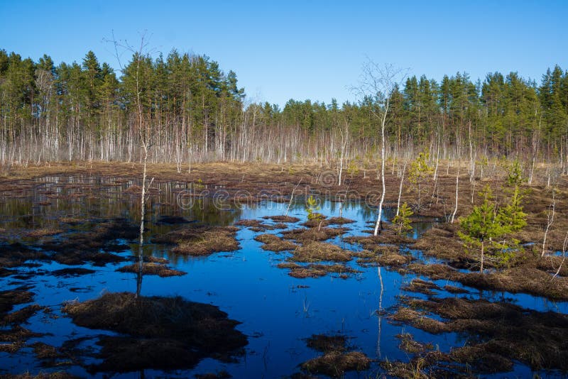 Blue Swamp Flowers and Horizon Over the Blue Sky. Stock Photo - Image ...